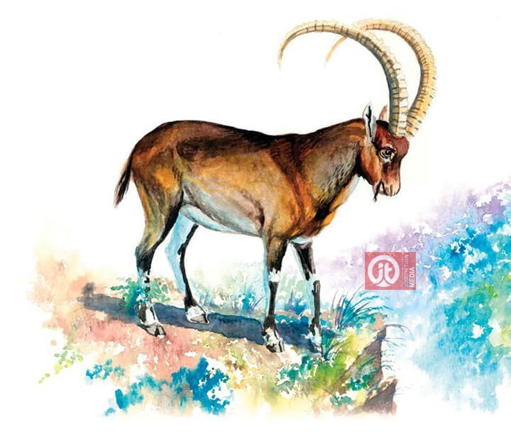 44 động vật trong Kinh Thánh (44 Animals of the Bible) | Joseph Tuan
