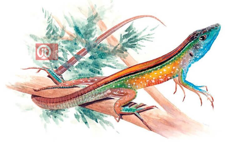 44 động vật trong Kinh Thánh (44 Animals of the Bible) | Joseph Tuan