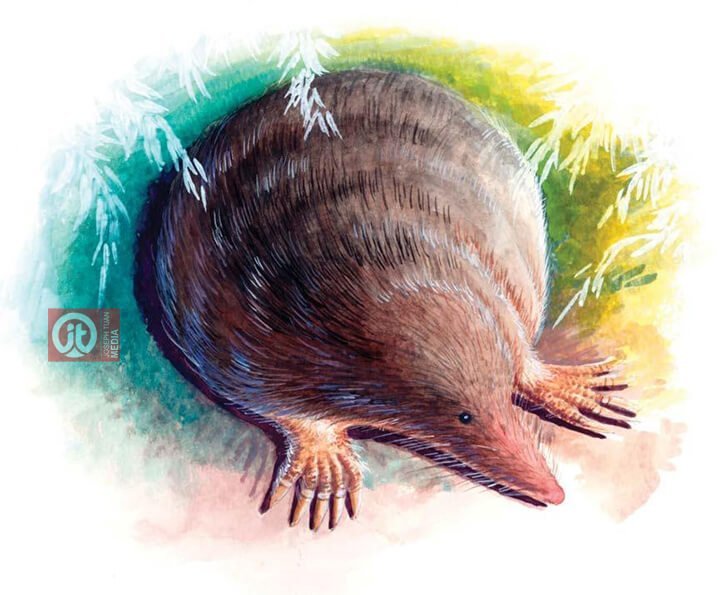 44 động vật trong Kinh Thánh (44 Animals of the Bible) | Joseph Tuan