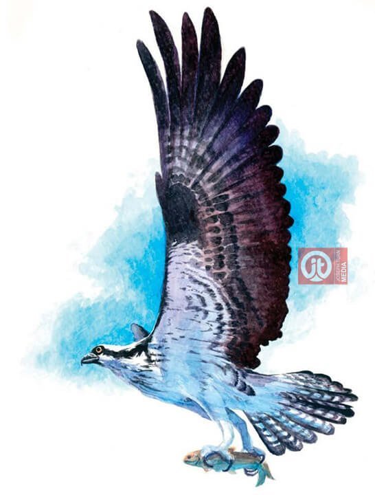 44 động vật trong Kinh Thánh (44 Animals of the Bible) | Joseph Tuan