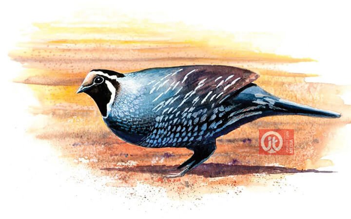 44 động vật trong Kinh Thánh (44 Animals of the Bible) | Joseph Tuan