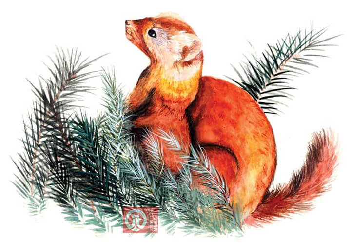 44 động vật trong Kinh Thánh (44 Animals of the Bible) | Joseph Tuan