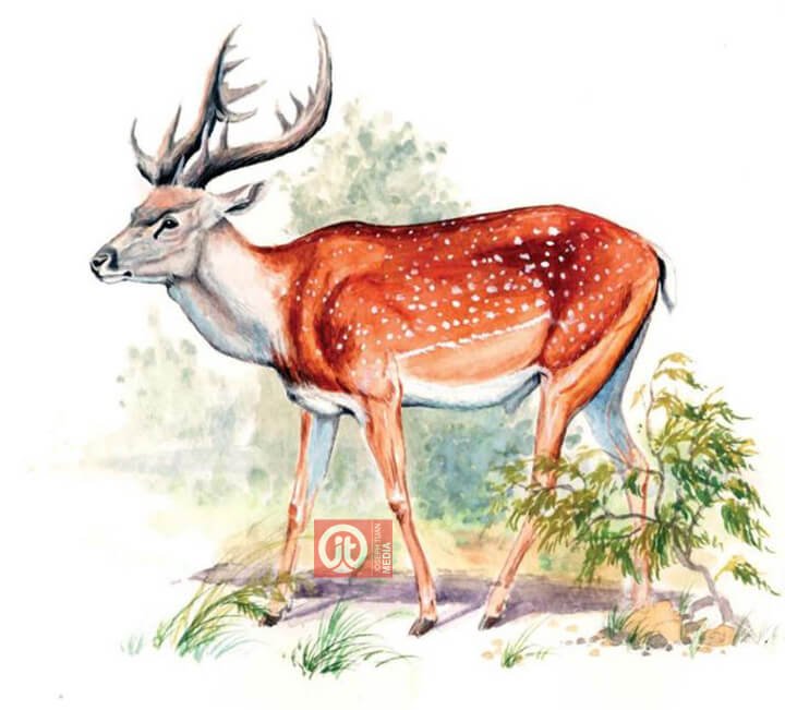 44 động vật trong Kinh Thánh (44 Animals of the Bible) | Joseph Tuan